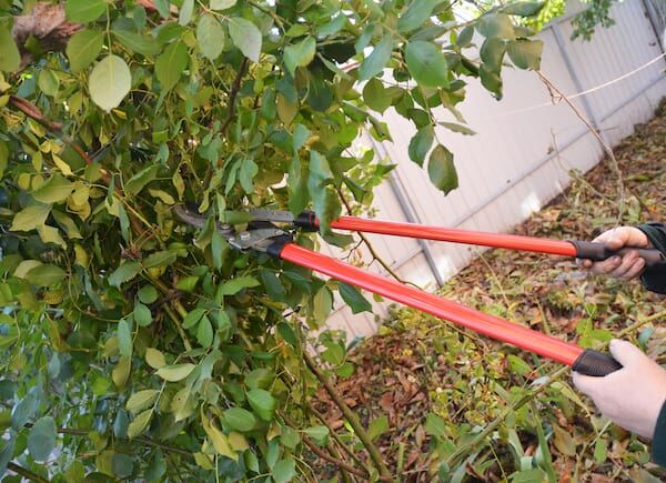 Why are my roses growing so tall and becoming leggy?