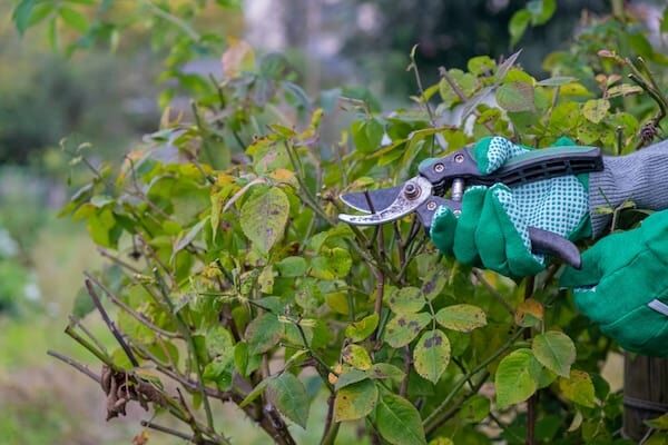 How and when to prune roses to get the most out of them step by step