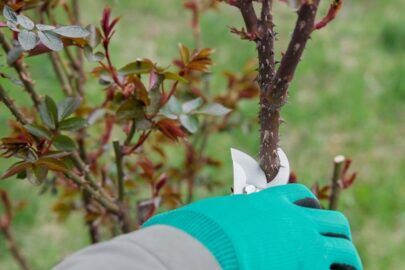 How and when to prune roses to get the most out of them step by step