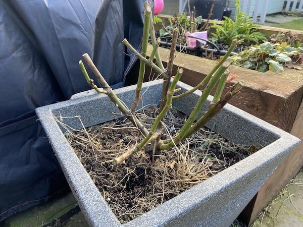 Why are my roses losing their leaves? (and how to help it recover)