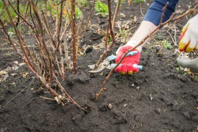 How and when to prune roses to get the most out of them step by step