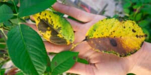 Why are my rose leaves turning yellow? (and how to fix it)