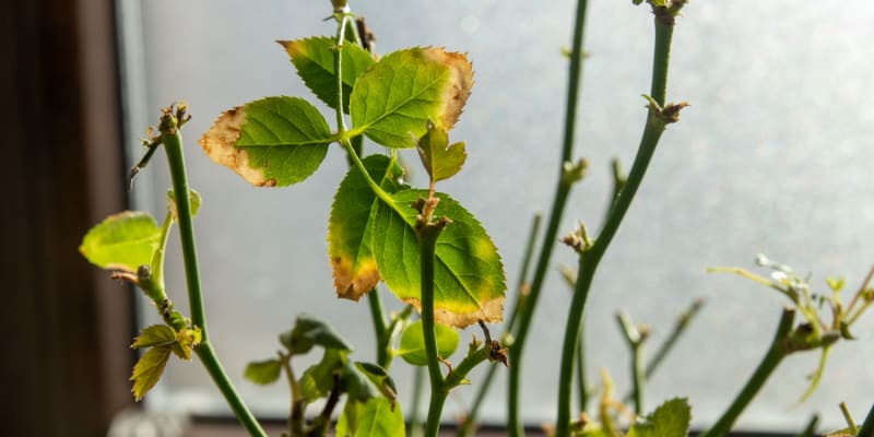 Why are my roses losing their leaves? (and how to help it recover)